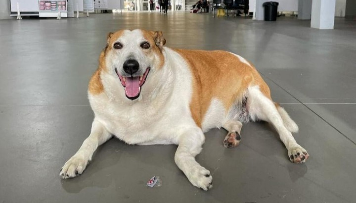 Cachorro Silveira: mascote idoso de universidade viraliza - Zappeando